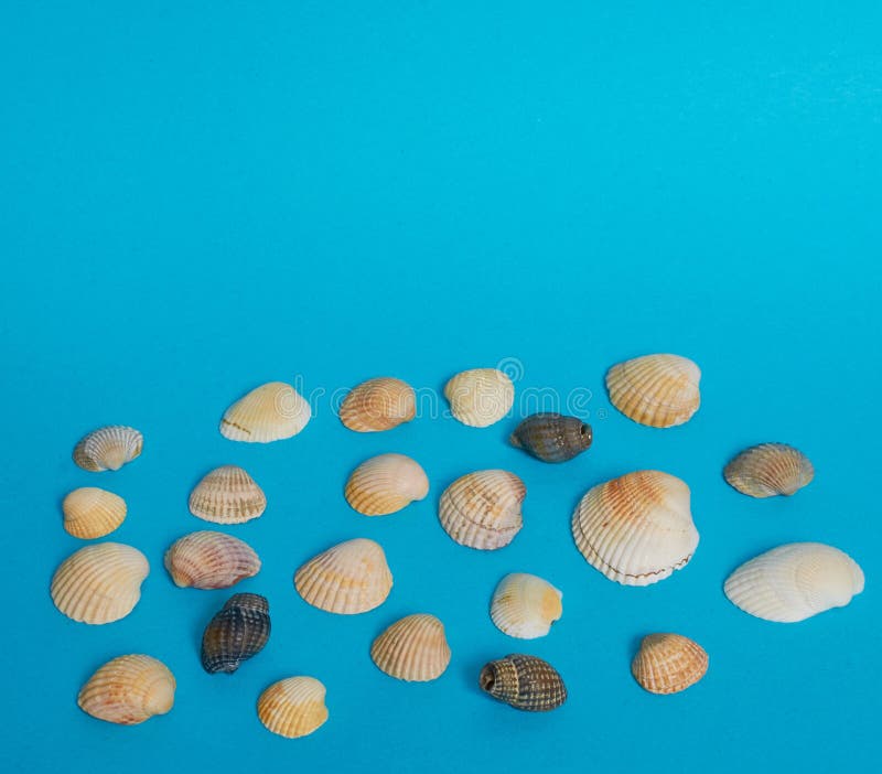 Marine Layout. Lots of Small Shells on a Blue Background Stock Photo ...
