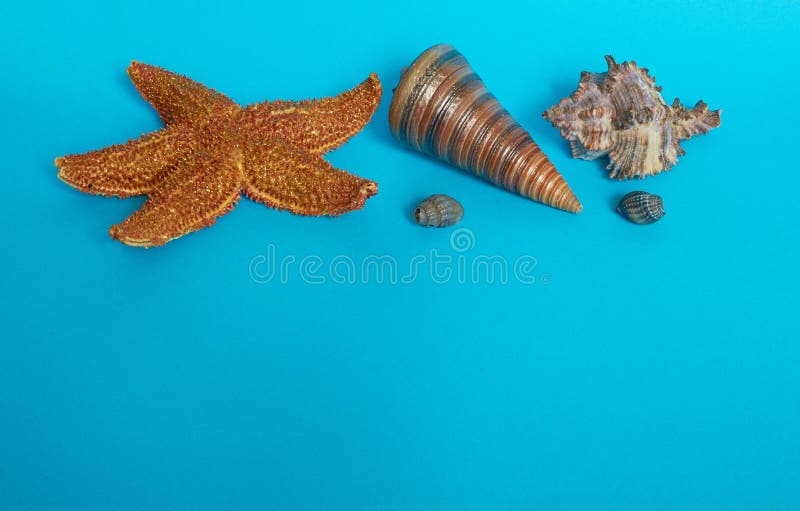 Four Shells with Ridges in a Pile. Stock Photo - Image of piled, shells ...