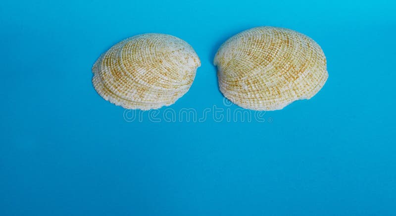 Marine Layout. Two Large Shiny Shells on a Blue Background Stock Photo ...