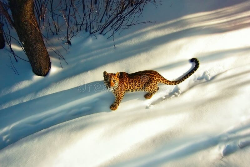 Marine Leopard Navigating through Crashing Waves in a Serene and ...