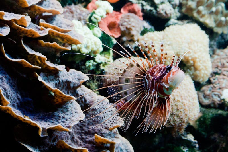 Marine life stock photo. Image of pterois, fleshy, spine - 16146096