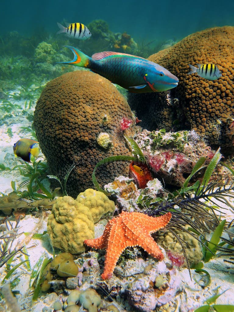 5,873 Bahamas Marine Life Stock Photos - Free & Royalty-Free Stock ...