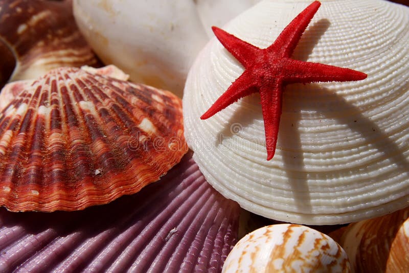 Marine life stock photo. Image of seashell, animal, seastar - 6983708