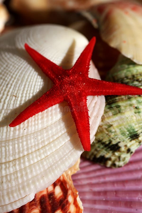 Marine life stock photo. Image of marine, shell, animal - 6983846