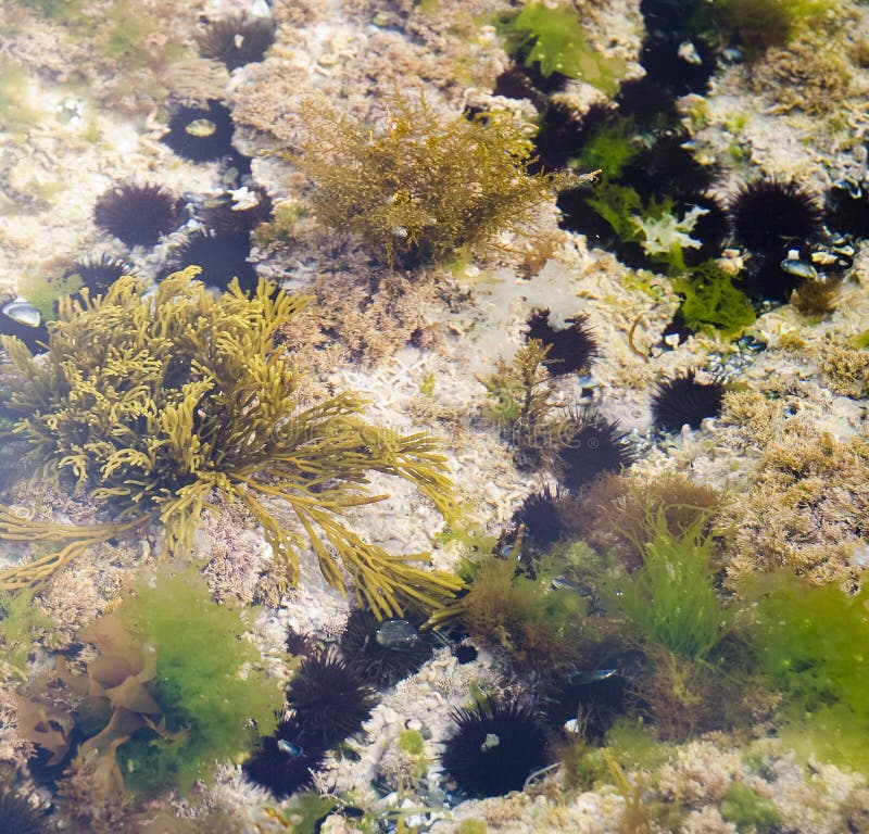 Marine life background stock photo. Image of life, color - 27911404