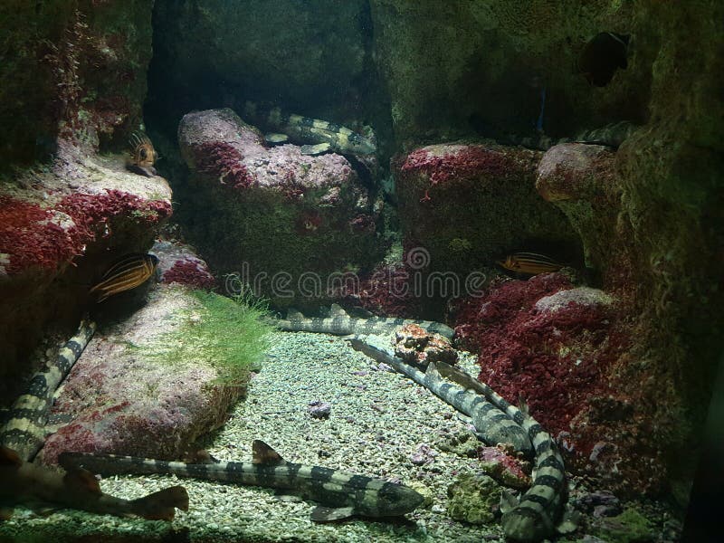 Marine Life with Beautiful Striped Sea Fish Stock Photo - Image of life ...