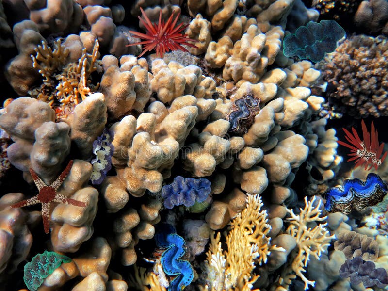 Marine Life of the Coral Reef Stock Image - Image of aquatic, caribbean ...
