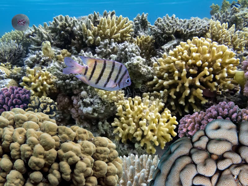 Marine Life and Coral Reefs at the Red Sea Stock Photo - Image of color ...