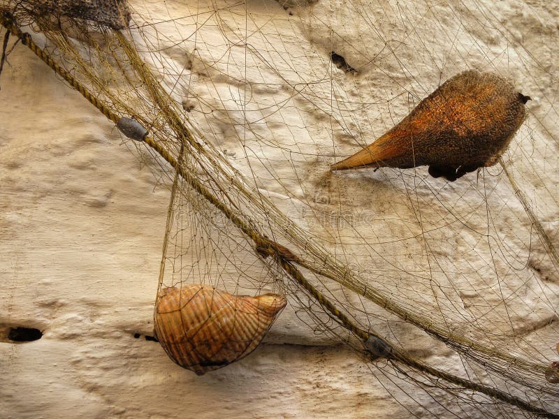 Seashells Decoration stock photo. Image of marine, closeup - 46728194