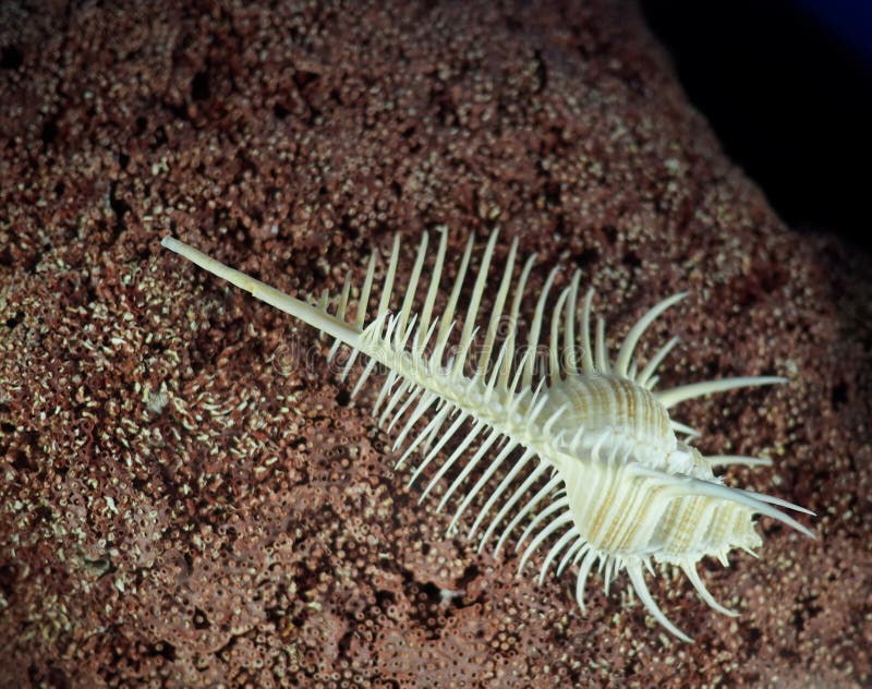 Pecten Shell, Fossil, White Background Stock Image - Image of detailed ...