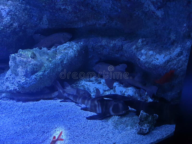 Marine Life in the Ocean, Beautiful Marine Fish Stock Photo - Image of ...