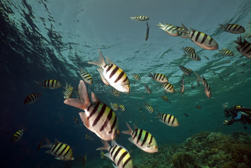 Marine Life In The Red Sea. Stock Photo - Image of sunbeam, space: 17879628