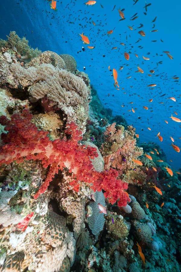 Marine Life In The Red Sea. Stock Image - Image of seascape, color ...