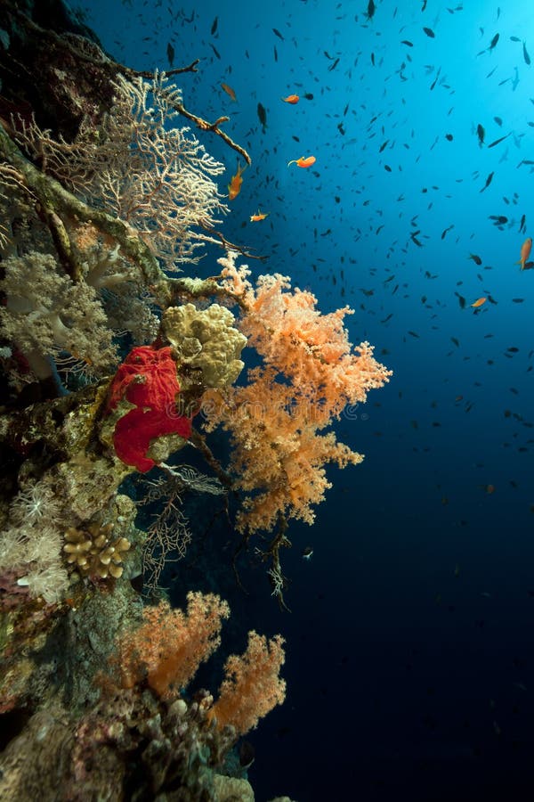 Marine Life in the Red Sea. Stock Image - Image of dark, submerged ...