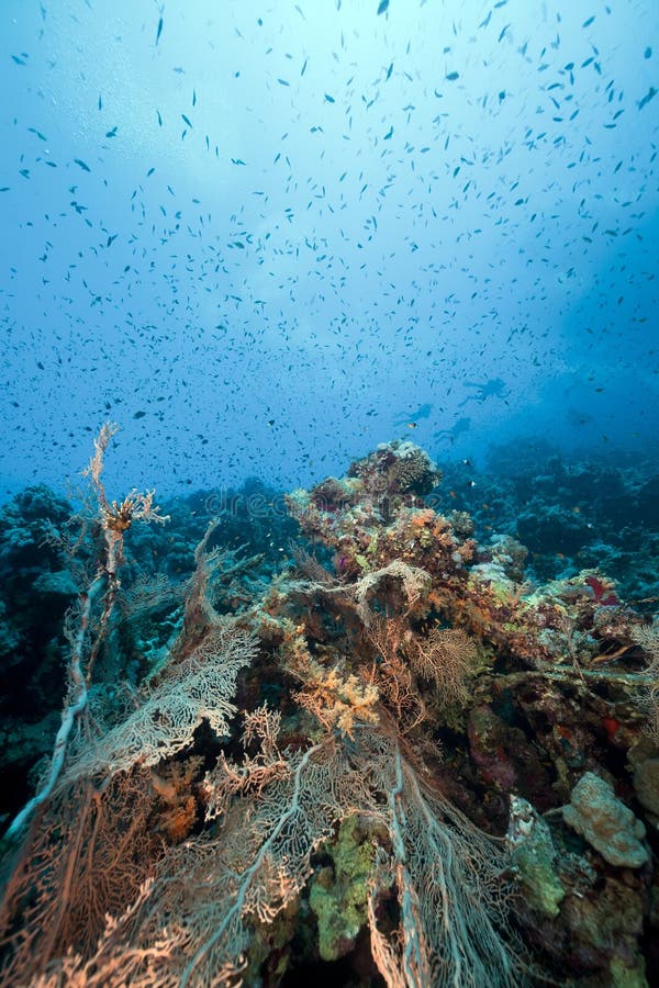 Marine Life in the Red Sea. Stock Photo - Image of diving, colour: 17881220