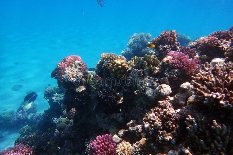 Marine Life in the Red Sea Egypt Stock Image - Image of underwater ...