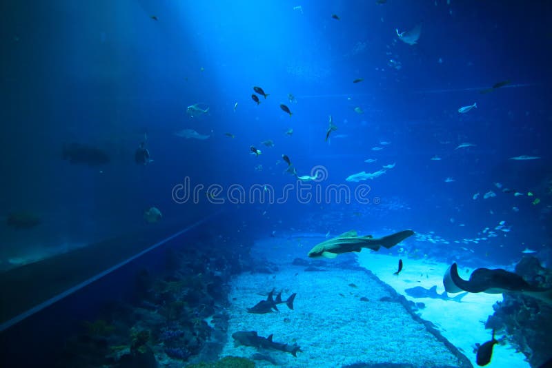 Marine Life in Salt Water Aquarium Stock Image - Image of life, ocean ...