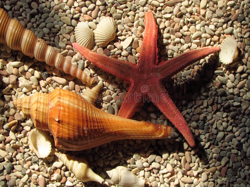 Marine Life and White Sand Beaches Stock Photo - Image of spider, life ...
