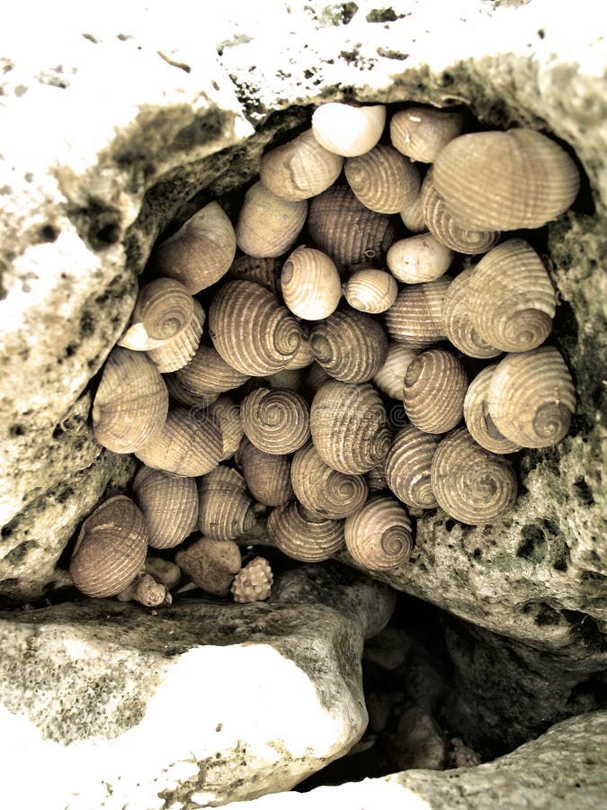 A Cranny Filled with Sea Shells. Stock Image - Image of filled ...