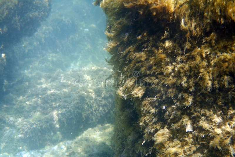 Marine mud. stock photo. Image of ocean, marine, abstract - 21276438