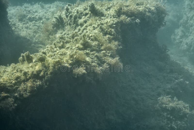 Underwater Rock Covered with Algae Stock Photo - Image of marine, deep ...