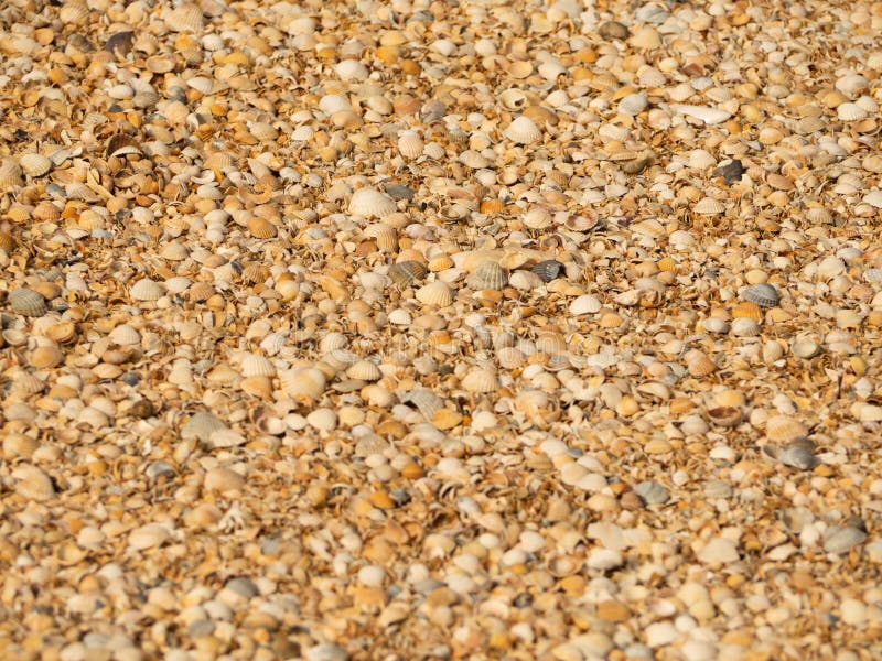 Marine Natural Abstract Background of Many Seashells, Shallow Depth of ...