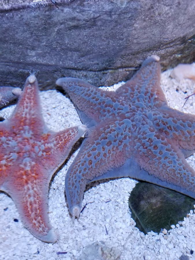 Star fish aquatic stock image. Image of ocean, marine - 114747105