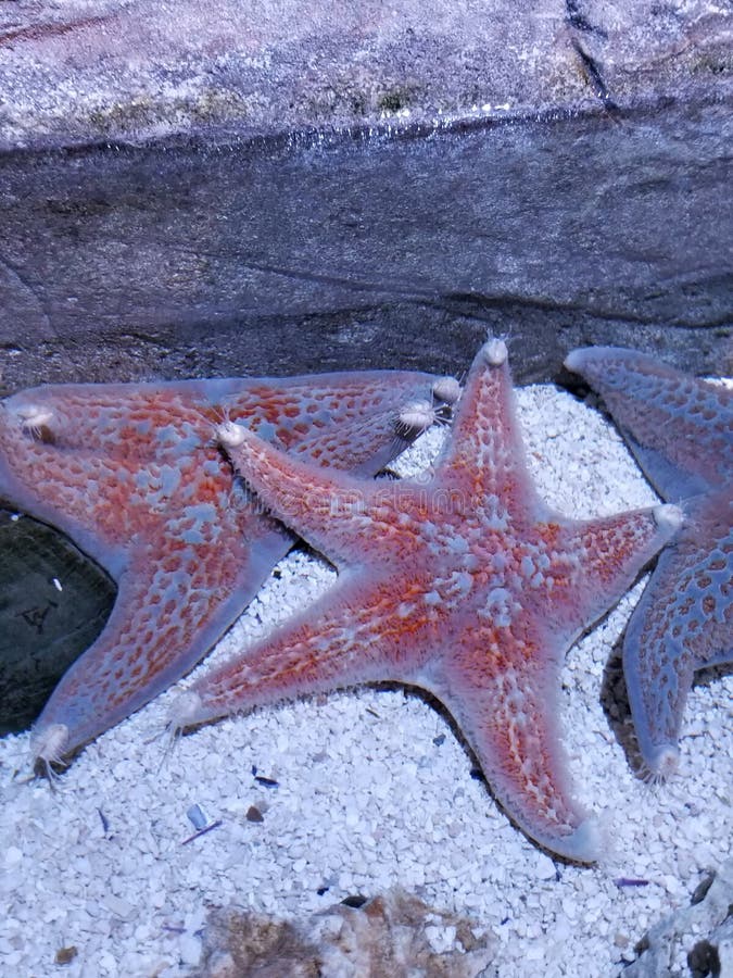 Star fish aquatic stock image. Image of star, fish, starfish - 114747139