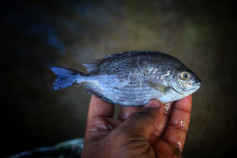 Marine Pinspotted Spinefoot Fish in Hand in Nice Blur Background Stock ...