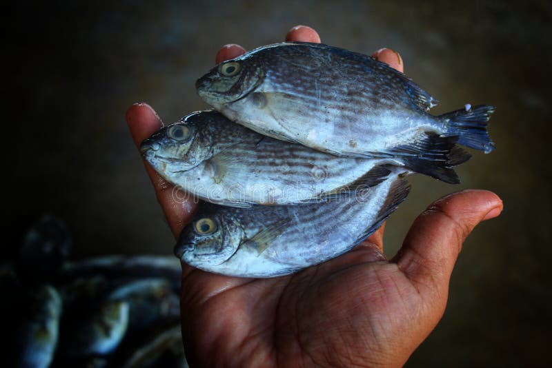 Marine Pinspotted Spinefoot Fish in Hand in Nice Blur Background Stock ...