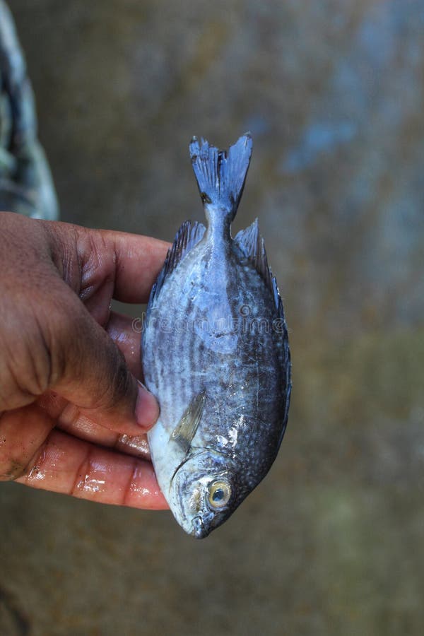 Marine Pinspotted Spinefoot Fish in Hand in Nice Blur Background Stock ...