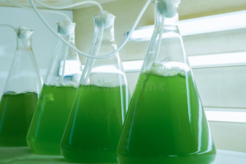 141 Plankton Culture Laboratory Stock Photos - Free & Royalty-Free ...