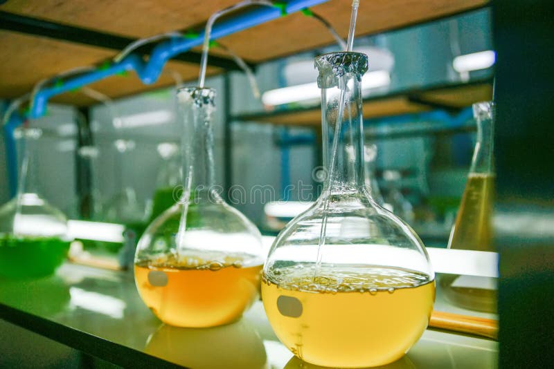 Marine Plankton Culture In Glassware Laboratory. Stock Image - Image of ...