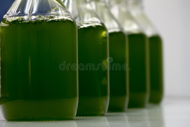 Marine Plankton or Microalgae Culture into a Test Tube in Laboratory ...