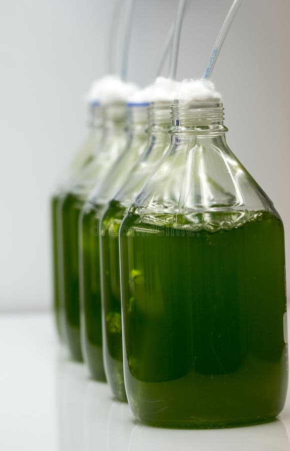 111 Plankton Culture Laboratory Photos - Free & Royalty-Free Stock ...