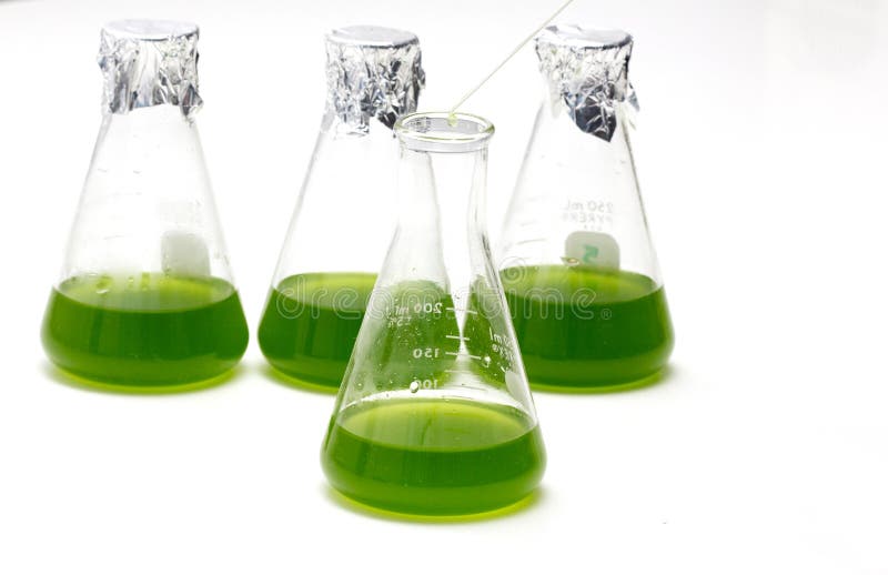 Marine Plankton or Microalgae Culture into a Test Tube in Laboratory ...