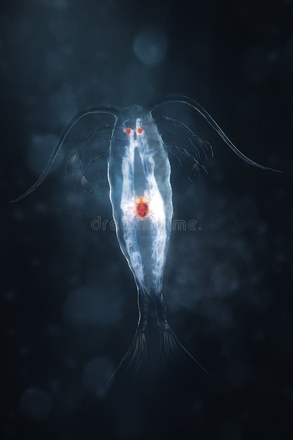 Marine Planktonic Copepod Isolated Stock Illustration - Illustration of ...