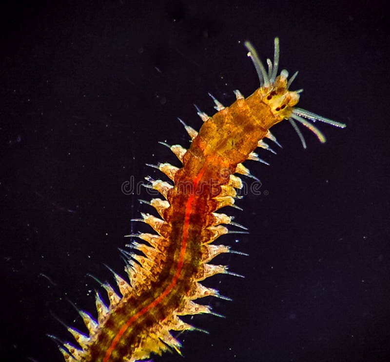 Marine Polychaete Worm Nereis. Black Sea Stock Photo - Image of life ...
