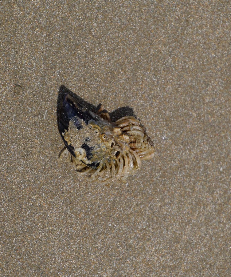 Marine Polyps of Anemia on the Shell of the Stock Photo - Image of ...