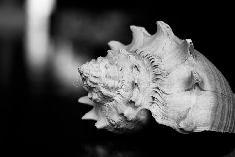 Pointy Seashell Stock Photos - Free & Royalty-Free Stock Photos from ...