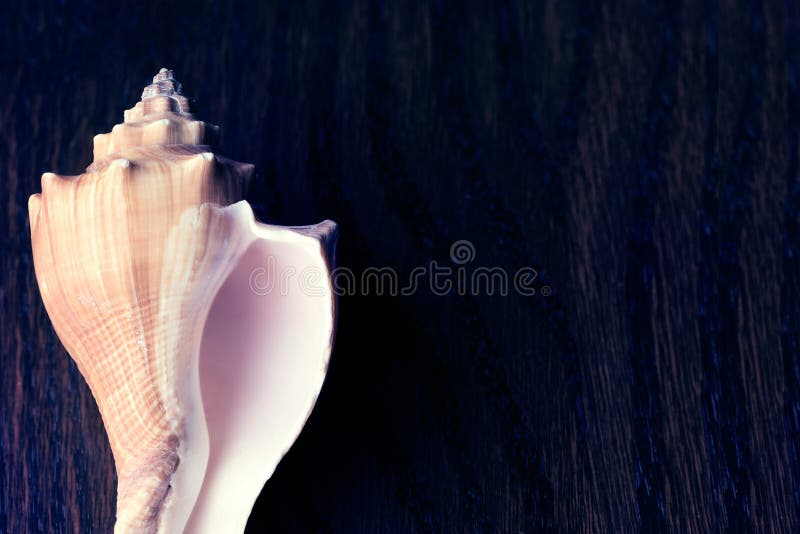 Marine Sea Shell Dark Blue Background Stock Image - Image of decor ...
