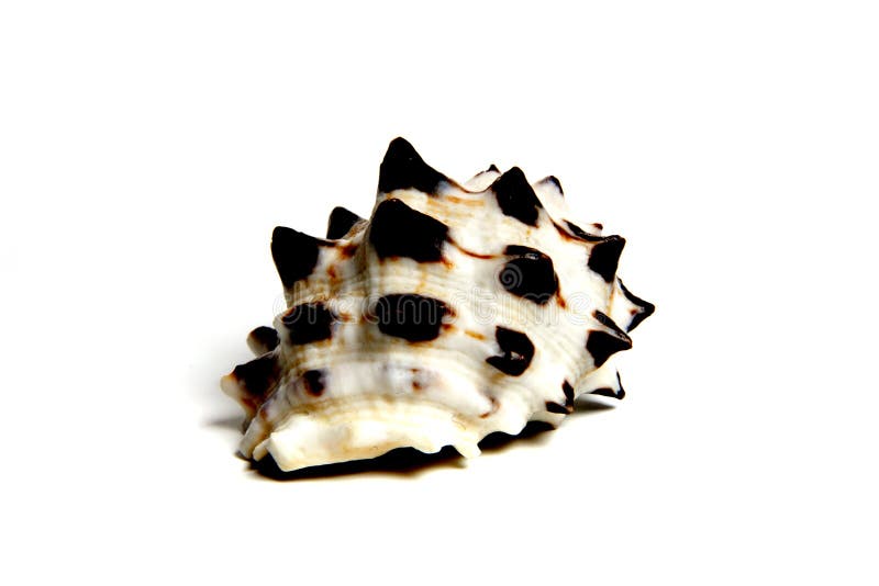 Drupa Morum Stock Photos - Free & Royalty-Free Stock Photos from Dreamstime