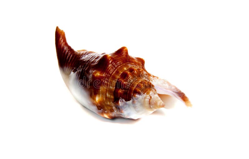 Strombus Bulla Stock Photos - Free & Royalty-Free Stock Photos from ...