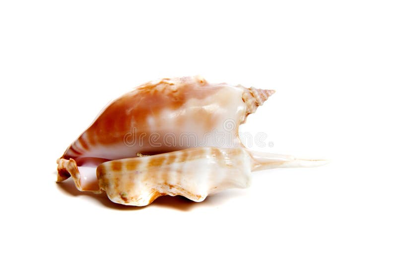 Strombus Taurus Stock Photos - Free & Royalty-Free Stock Photos from ...