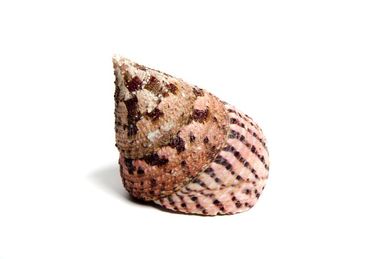 134 Tectus Stock Photos - Free & Royalty-Free Stock Photos from Dreamstime