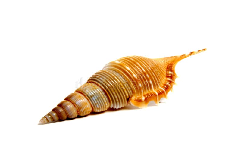 Tibia Powisi Stock Photos - Free & Royalty-Free Stock Photos from Dreamstime