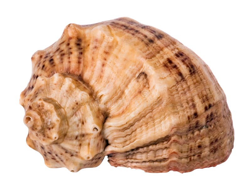 Conch shell, top view stock image. Image of nature, seashell - 18198167