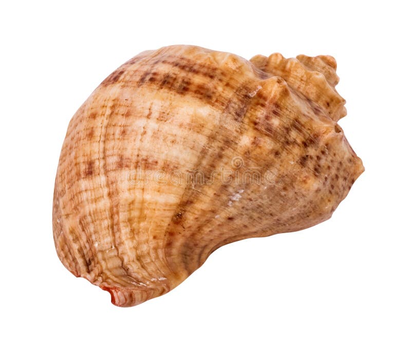 Marine Seashell Isolated on White Background Stock Photo - Image of ...