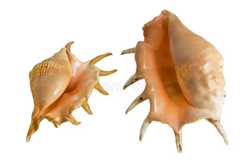 Sea shell from the Indian Ocean is Isolated Stock Image - Image of ...