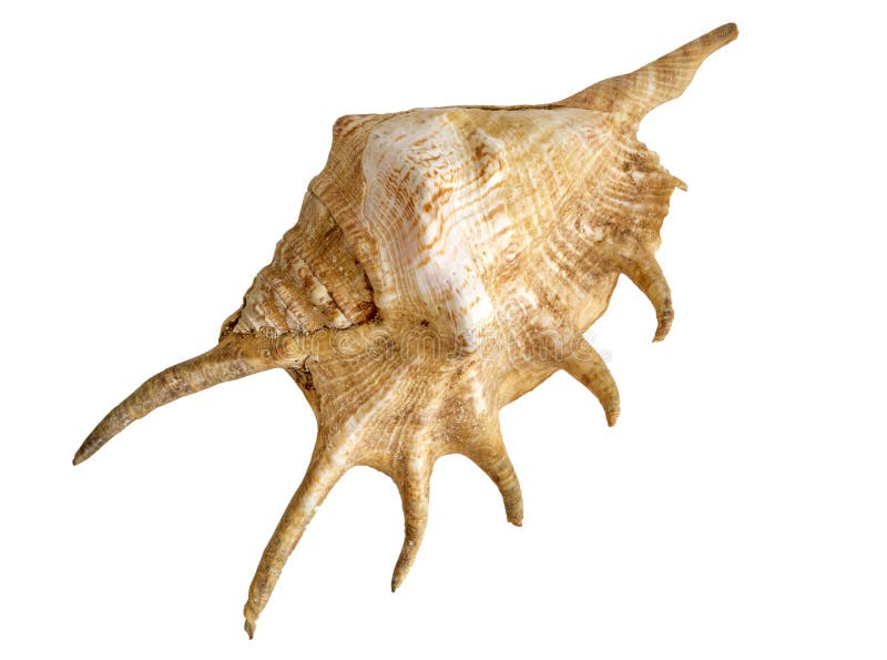 Marine shell stock photo. Image of beautiful, shellfish - 57973624